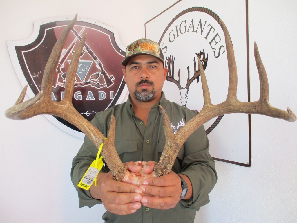 LANDER OTEGUI - EL COYOTE - contest Los Gigantes